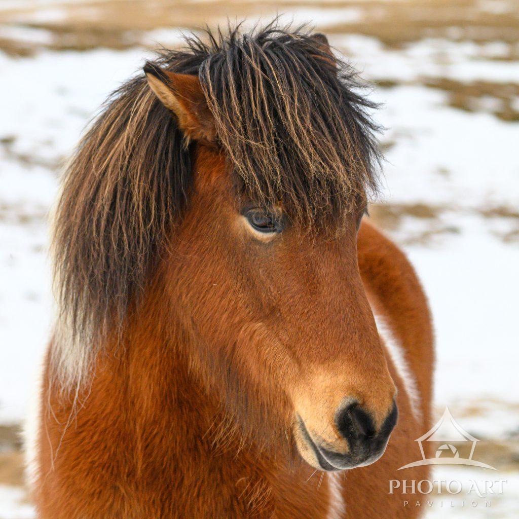 Icelandic Horse in the Snow Photo Art Pavilion