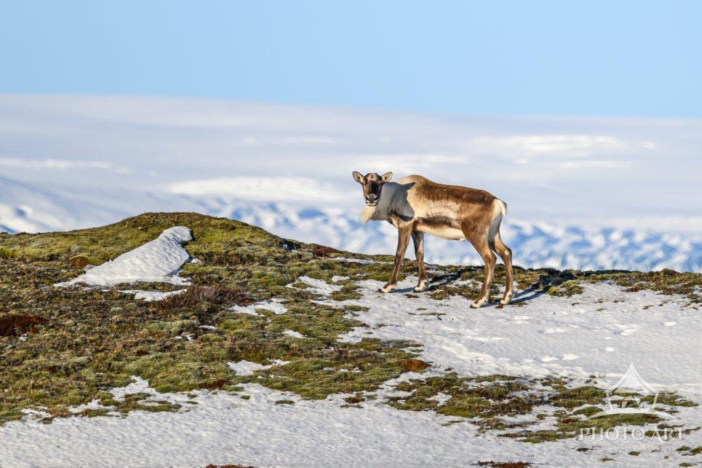 Icelandic Reindeer Pose - Photo Art Pavilion