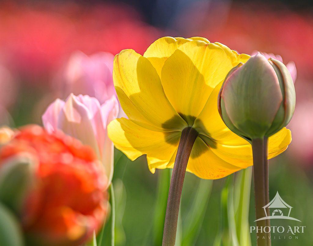 Tulip Glow - Photo Art Pavilion