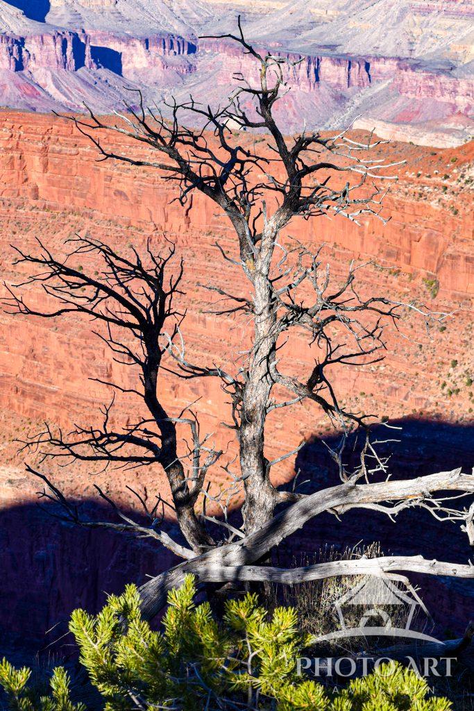 Canyon Wood Photo Art Pavilion