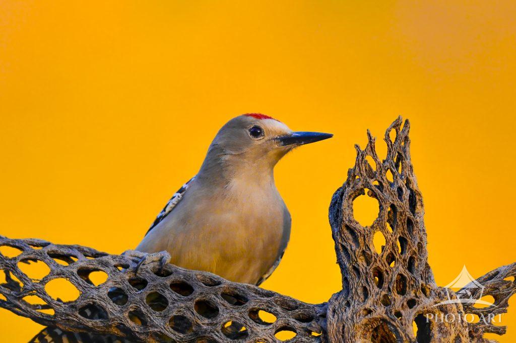 The Creation of "Scarlet Crown in Golden Glow" - Photo Art Pavilion