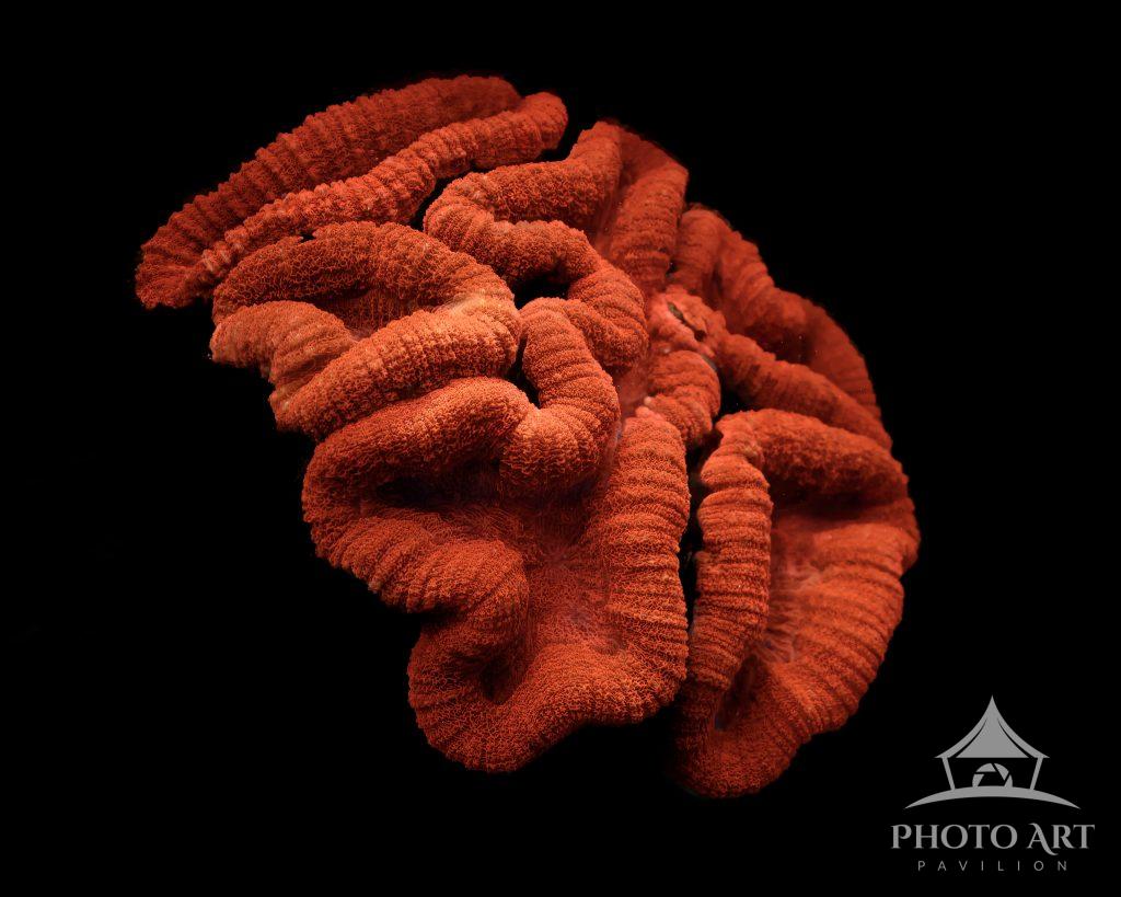 Layers of Living Depth Photo Art Pavilion