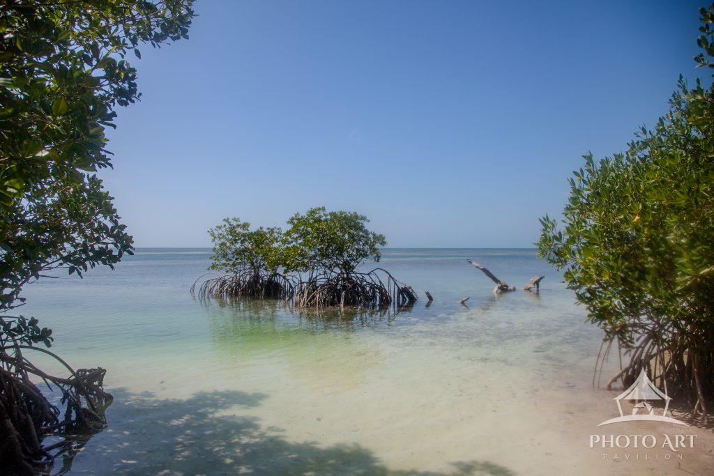 Key West mangroves Photo Art Pavilion