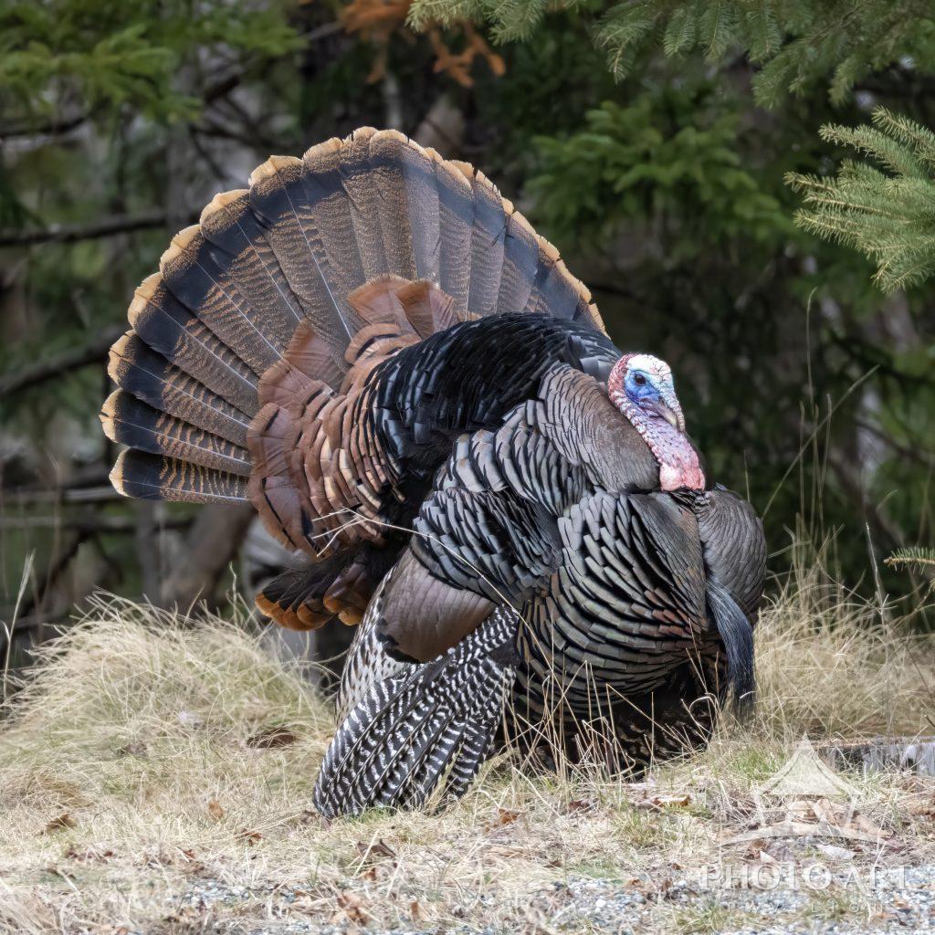Wild Turkey Photo Art Pavilion
