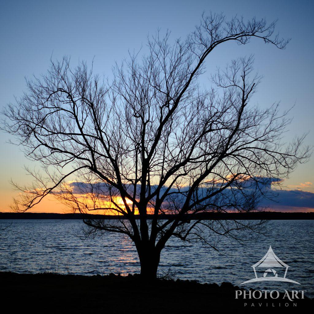 Lone Tree on Jordan Lake Photo Art Pavilion
