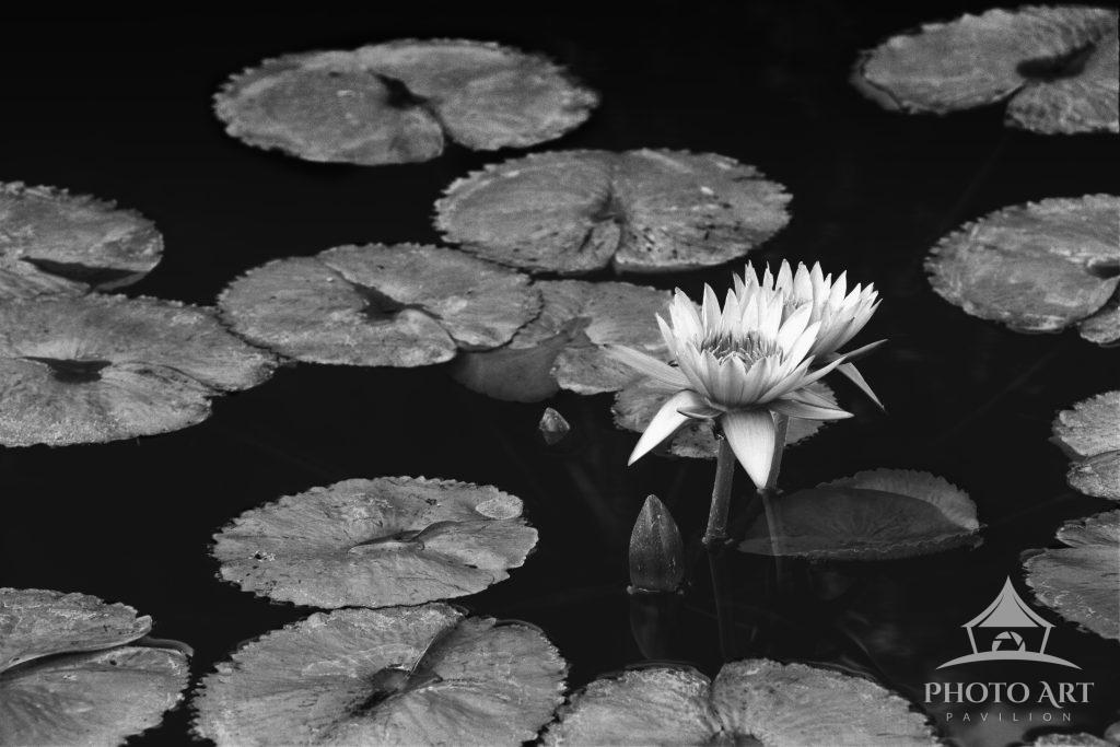 Lilies in the Lily Pond Photo Art Pavilion