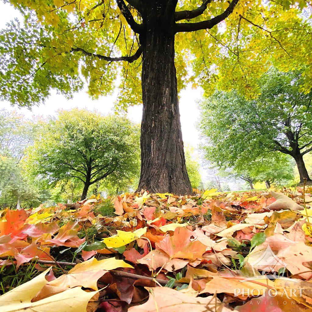 Fall Canadian Maple in Ottawa Photo Art Pavilion