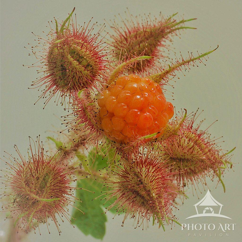 Bursting into Summer Photo Art Pavilion