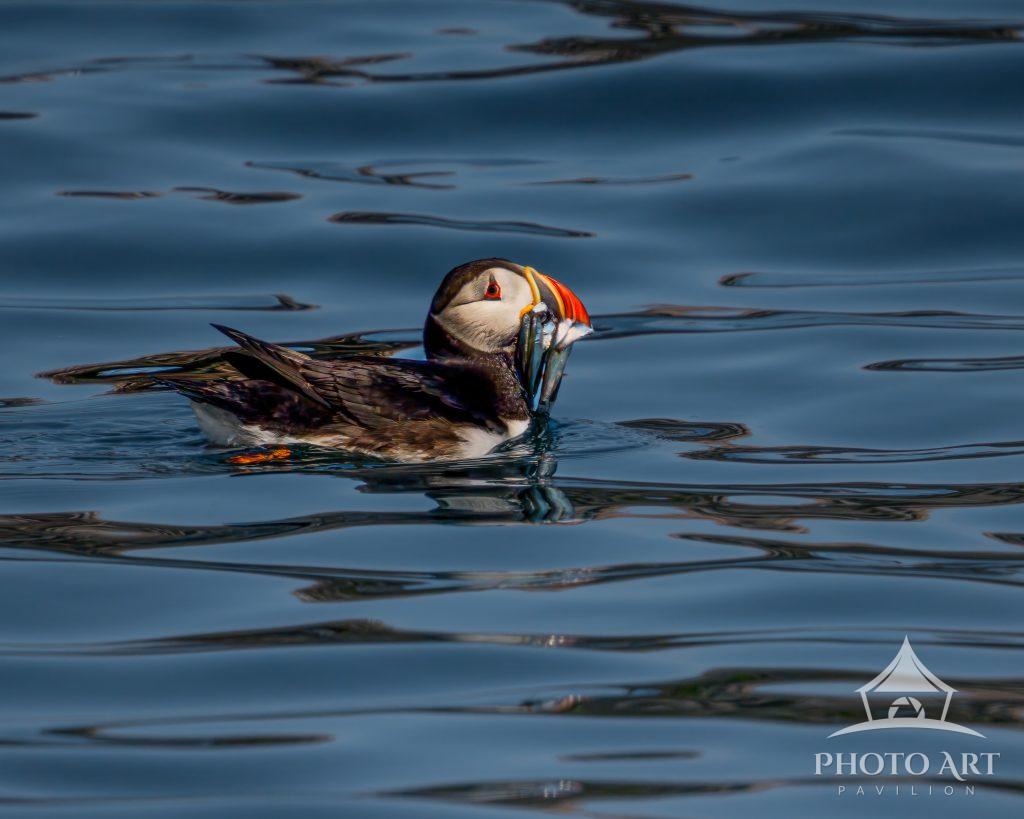 Puffin had a Good Morning Photo Art Pavilion
