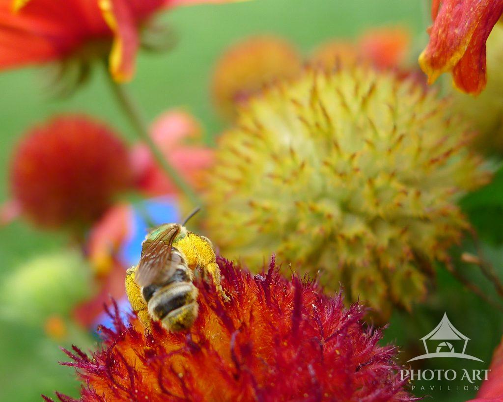 Bee Texture Photo Art Pavilion
