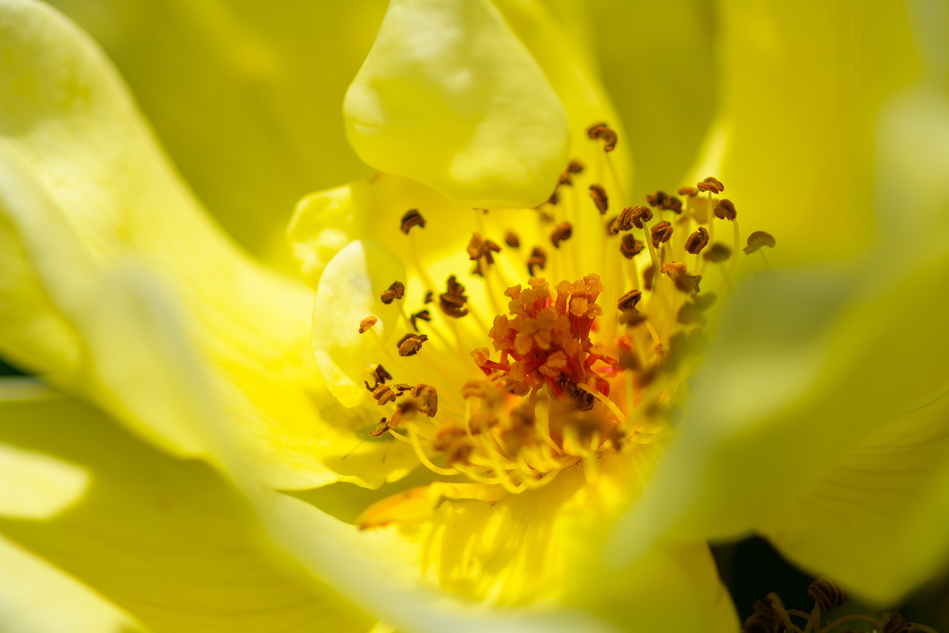 Macro Worlds: A Virtual Juried Photo Exhibit - Photo Art Pavilion